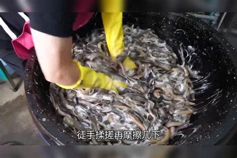 广东人吃泥鳅先用粗盐清洗再搅成水泥煮每天能卖1200份 泥鳅 先用 水泥