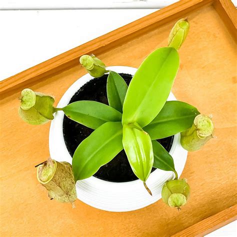 Planchu 食虫植物 ネペンテス グラシリス スポート 3号丸鉢 育て方説明書付き Nepenthes Gracilis ‘sport