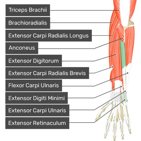 Extensor Carpi Ulnaris Attachments Action And Innervation Getbodysmart