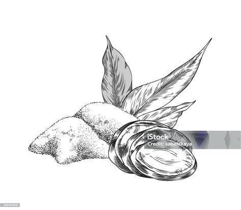 심황 잎 뿌리 조각 및 건조 분말 힙 새겨진 스케치 벡터 손으로 그린 강황 매운 향신료 생강 조미료 0명에 대한 스톡 벡터 아트 및 기타 이미지 Istock