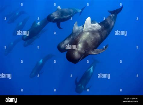 Pod Of Short Finned Pilot Whales Globicephala Macrorhynchus Stock