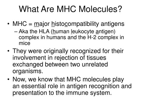 Ppt The Major Histocompatibility Complex And Antigen Presentation Powerpoint Presentation Id