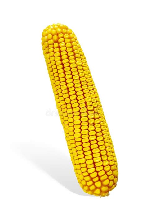 Corn Cob Stock Image Image Of Isolation Nature Crop 21987135