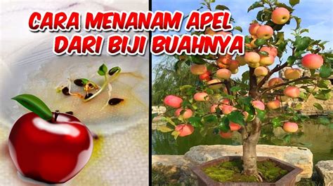 Cara Menanam Buah Buahan Dari Biji Manfaat Berbagai Macam Buah 3 Macam