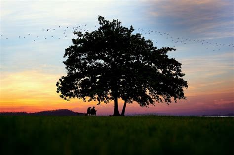 Premium Photo Silhouette Of A Couple Sitting Under The Tree