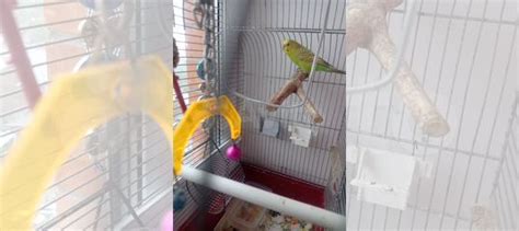 Волнистый попугай девочка купить в Рязани Животные и зоотовары Авито