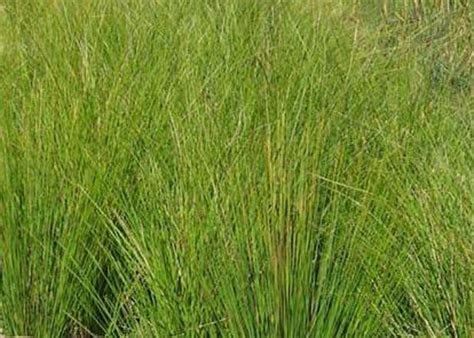 Juncus Usitatus Wholesale Nursery Nurseries In Melbourne Sydney