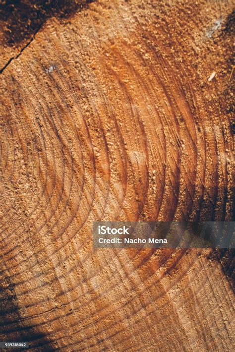 매크로 텍스처 컷된 나무 줄기의 소나무 나무의 그 루터 기입니다 나무 질감 및 디자인에 대 한 배경 유기는 텍스처 잘라 나무 트렁크 텍스처와 배경 0명에 대한 스톡 사진 및