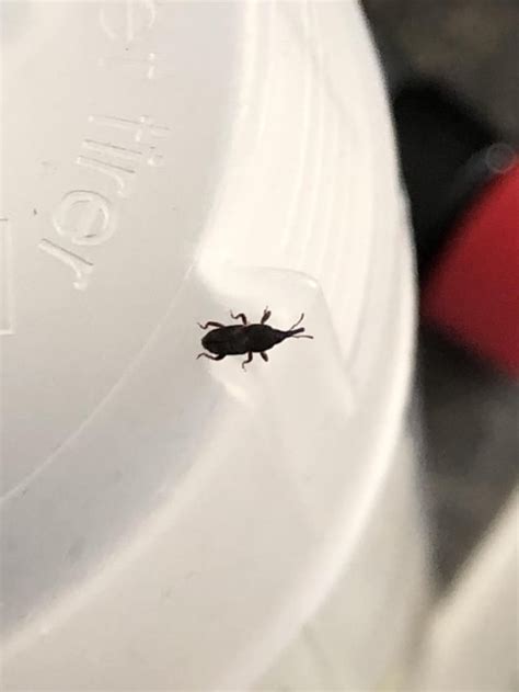 Bug In Birdseed Bag What Is He Rbugidentification