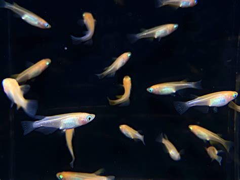 Orange Medaka Ricefish Unique Exotic Freshwater Fish