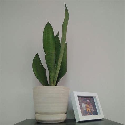 Polahku Bunga Lidah Mertua Cocok Untuk Tanaman Indoor