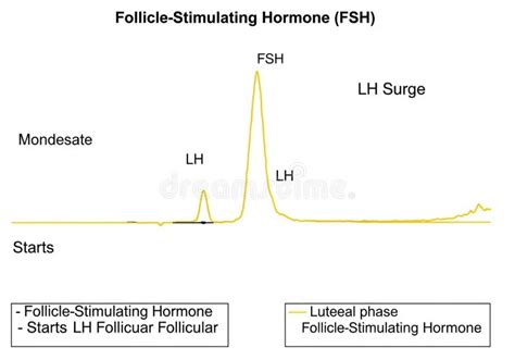 Graph Illustrating The Levels Of Follicle Stimulating Hormone Fsh