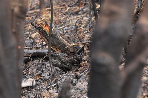 숲에서 화재 후 잔디를 태웠다 잔디는 흐릿한 배경으로 재에 타올랐다 0명에 대한 스톡 사진 및 기타 이미지 0명 계절 땅 Istock
