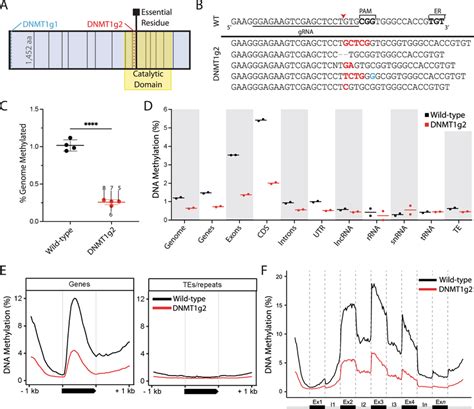 mutations in the dnmt1 catalytic domain result in decreased dna