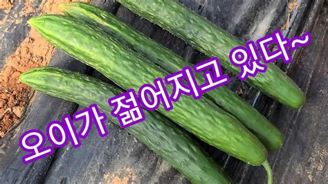 9미터가 넘는 오이 줄기에서 기적이 벌어짐 회춘성공~ Youtube