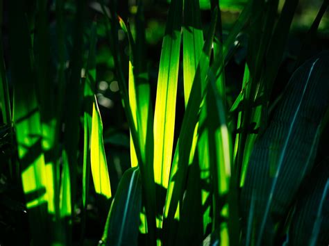 무료 이미지 분기 햇빛 잎 꽃 녹색 색깔 곤충 어둠 노랑 매크로 사진 잔디 가족 식물 줄기 컴퓨터 벽지 7264x5440 144555