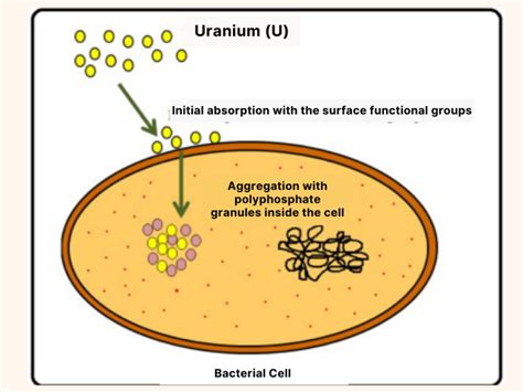 Subsurface Bacteria Natures Solution To Uranium Pollution