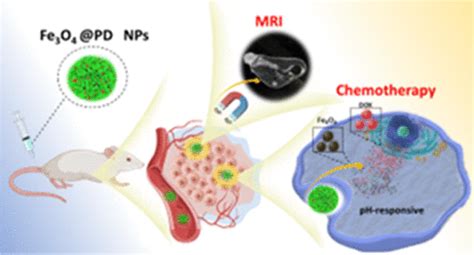 Fe3o4 Nanoparticles Embedded In Pectin Doxorubicin Composites As Ph Responsive Nanoplatforms For