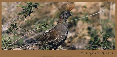 Arizona Quail Guides Arizona Quail Guides Hunts For Mearns Gambel S And Scaled Quail