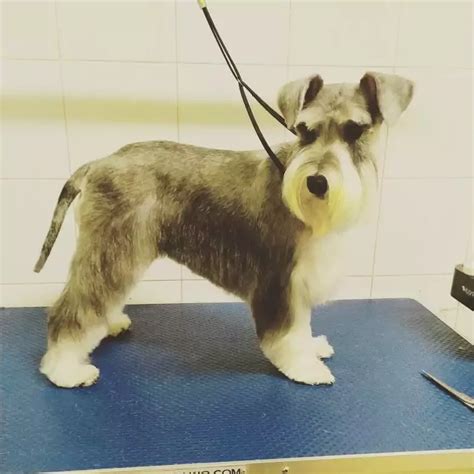 Patitas Málaga Opiniones 2025