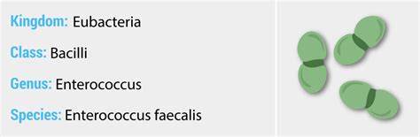 Enterococcus Faecalis Quip Labs
