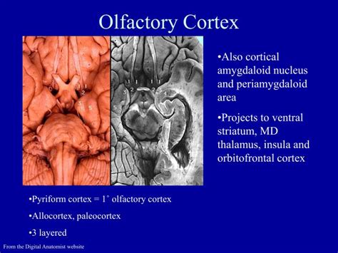 PPT Olfactory System Amygdala And Hippocampus PowerPoint Presentation ID