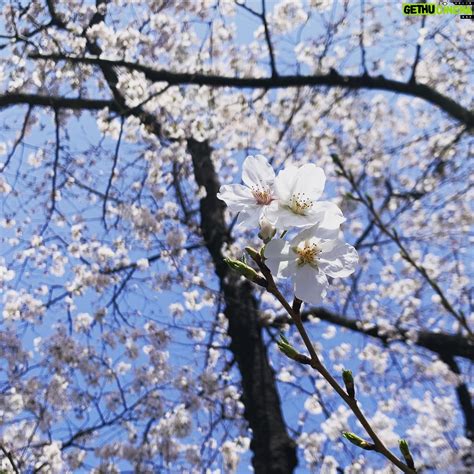 Mei Nagano Gethu Cinema