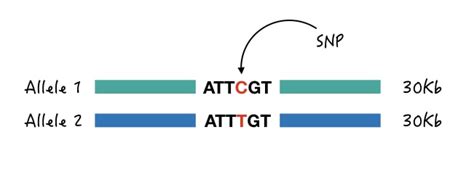 Snp Vs Snv Are There Any Differences Genetic Education