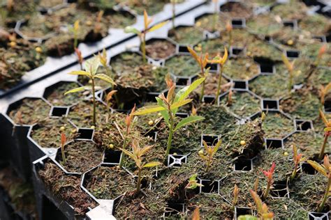 Benefits Of Planting Cell Grown Trees And Hedging Rymer Trees And