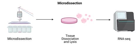 Spatial Transcriptomics Spatially Resolved Transcriptomics In Life