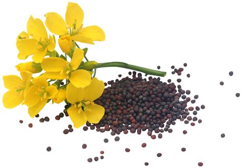 Mustard V Flower 2021 At Alan Fortune Blog