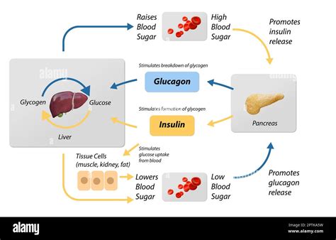 Glycogen Liver