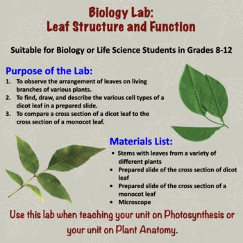 Leaf Structure And Function Lab By Amy Brown Science TpT