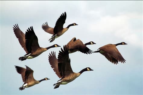 Why Birds Of Same Feather Flock Together In Amazing Patterns