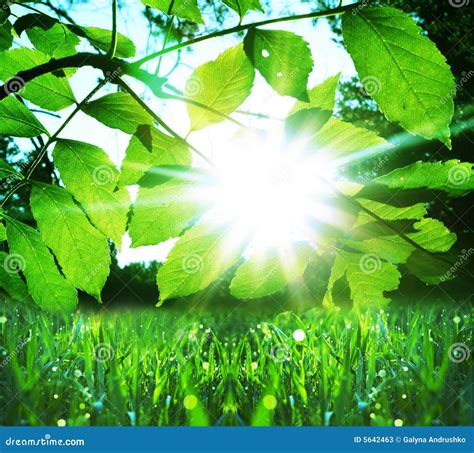 Wet Grass Stock Image Image Of Flora Leaves Gardening 5642463