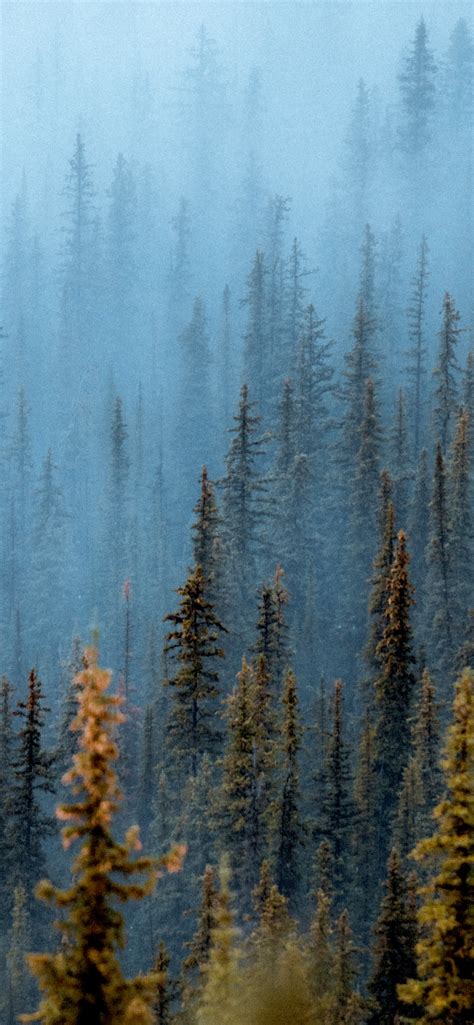 Foggy Forest Wallpaper 4k Pine Trees Daytime