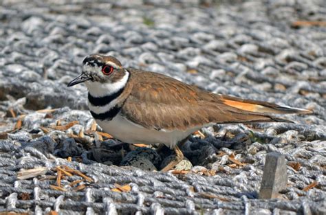 Coloring Page Ohio Summer Residents Killdeer