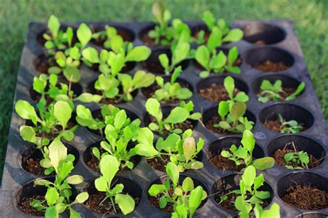 모종 트레이에서 자라는 채소 묘목의 이미지 식물 세포 구획 인공 잔디 배경 높은 시야가있는 플라스틱 발아 보육원에서 개별 양상추 플러그 식물을 성장시키고 전경 농업 개념에