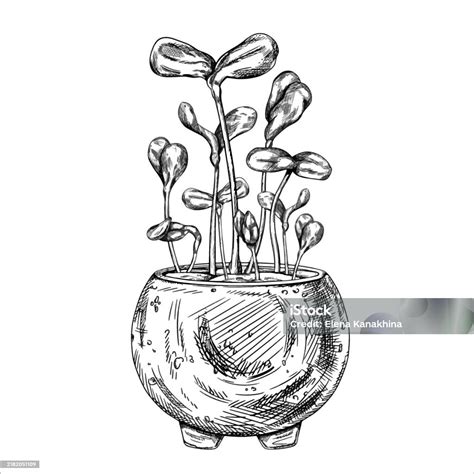 해바라기 씨앗에서 싹을 틔우는 어린 녹색 발아 라인 아트 스타일의 손으로 그린 그림 세련된 콘크리트 화분에 담긴 식물 유기 마이크로 그린의 선형 블랙 드로잉 해바라기에 대한