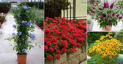 Florida Flowering Plants