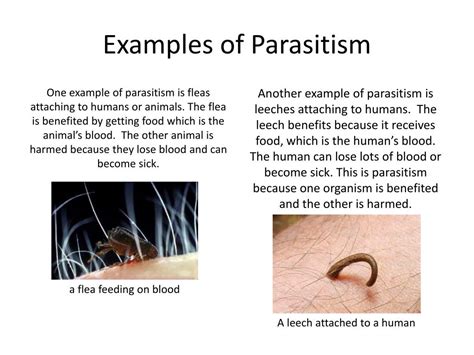 Parasitism Examples