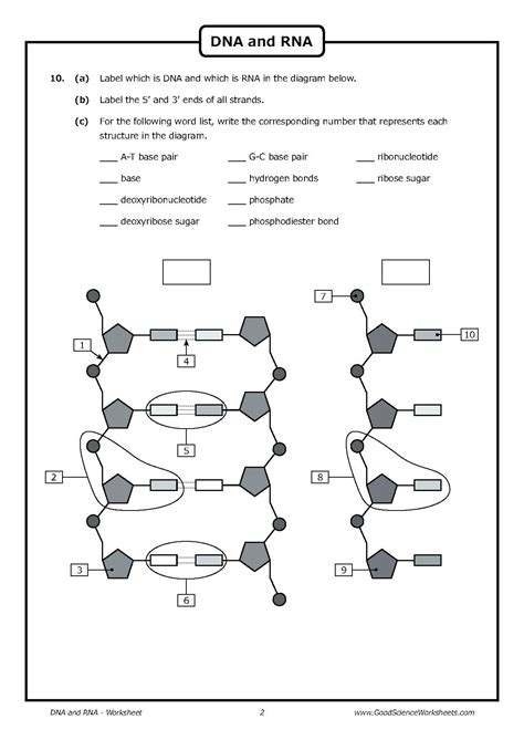 Dna Replication Worksheet Answers E