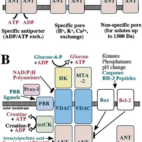 The Permeability Transition Pore Complex Ptpc And Its Regulation A
