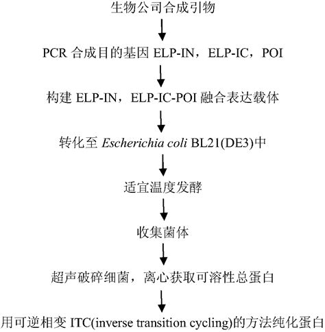 Elastin Like Polypeptides Elp For Prokaryotic Expression Of Fusion Protein Prx By Non