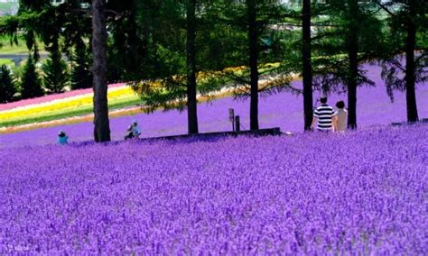 홋카이도 최고의 꽃 관광 팜 토미타 시키사이노오카 클룩 Klook 한국