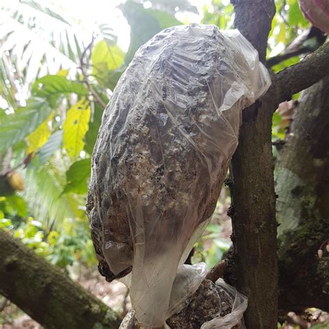 Enfermedades En Cacao Object Detection Dataset And Pre Trained Model By Unitec