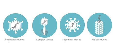 The 4 Groups Of Viruses Polyhedral Spherical Helical And Complex