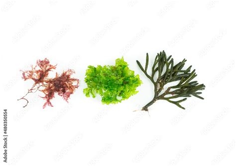 Three Different Species Of Algae On White Background Codium Tomentosum