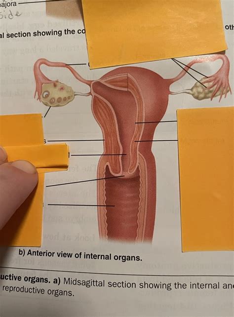 Lab Practical Exercise Figure B Diagram Quizlet