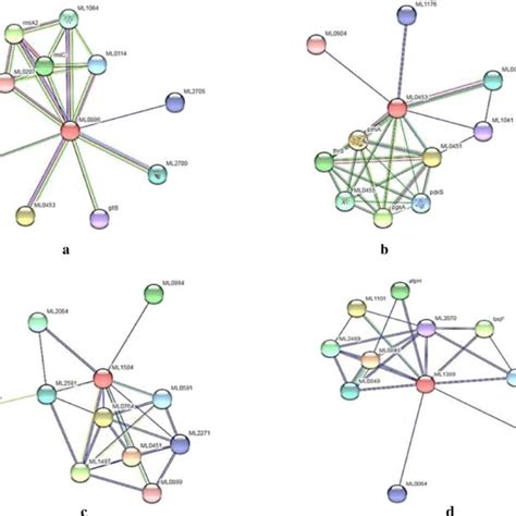 Protein Protein Interaction Network Mapping Predicted Via String